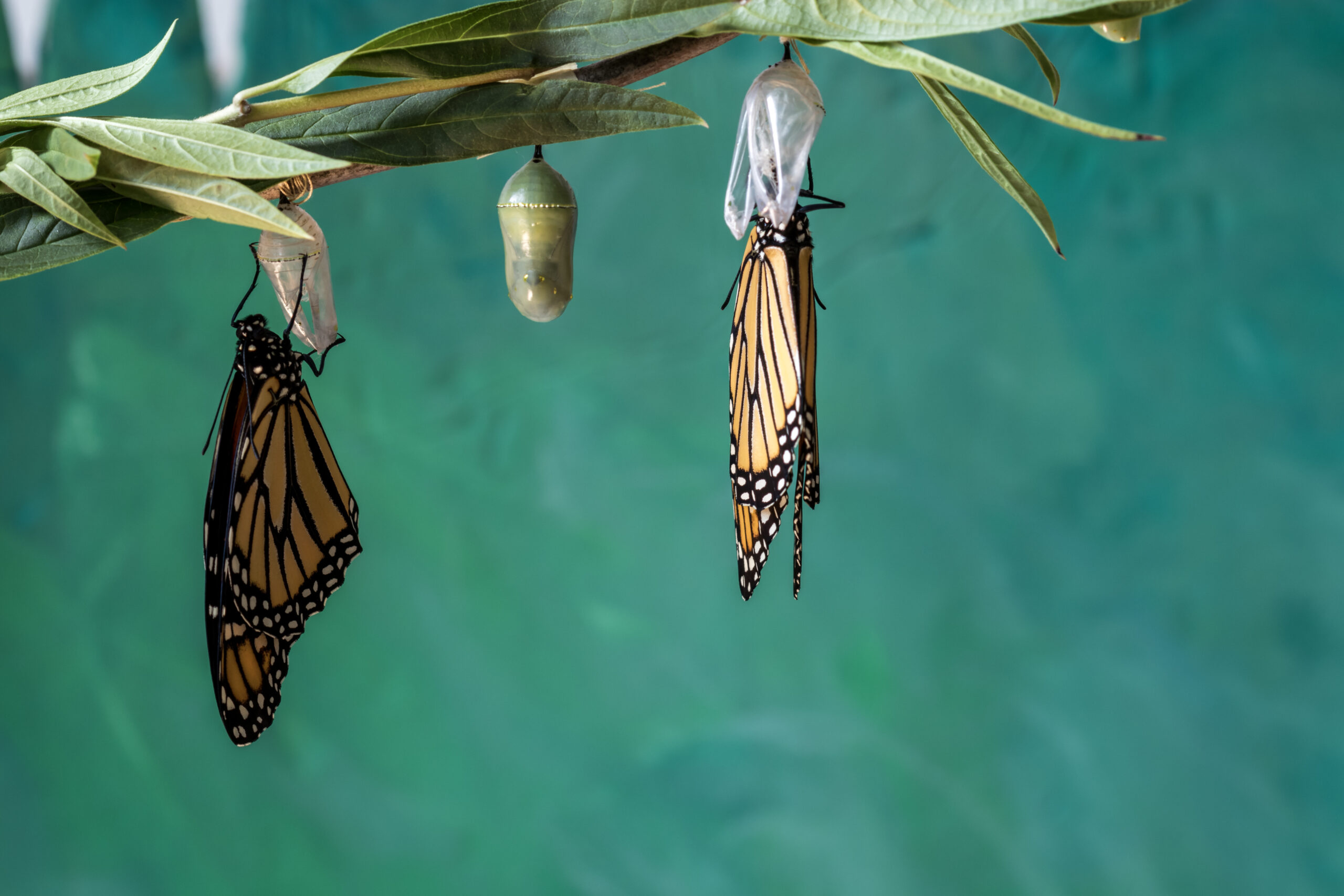 From Transition to Transformation: Unveiling the Pathway to Opportunity ...